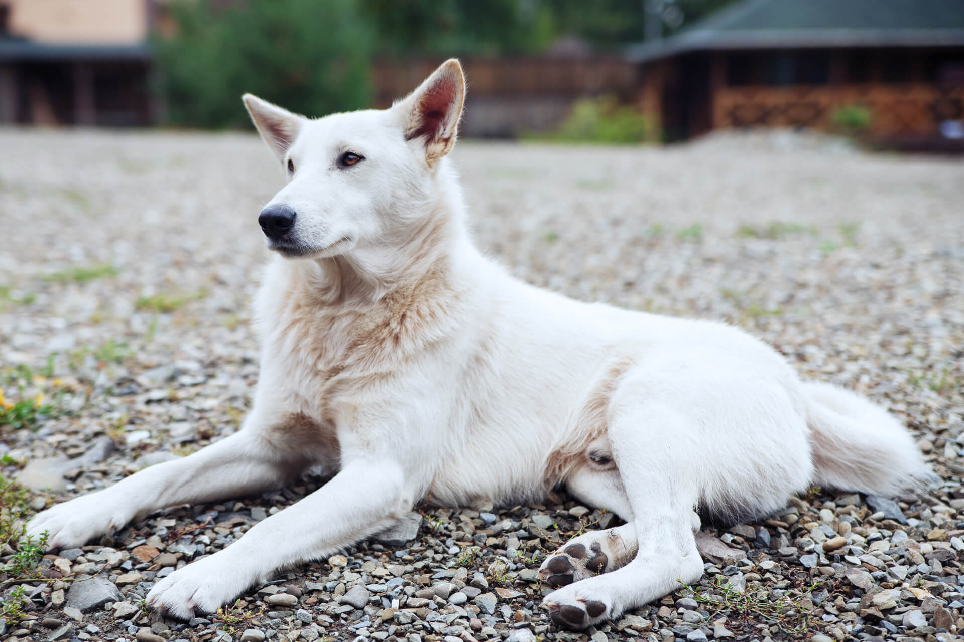 American Dog Society – A Charity For Dog People