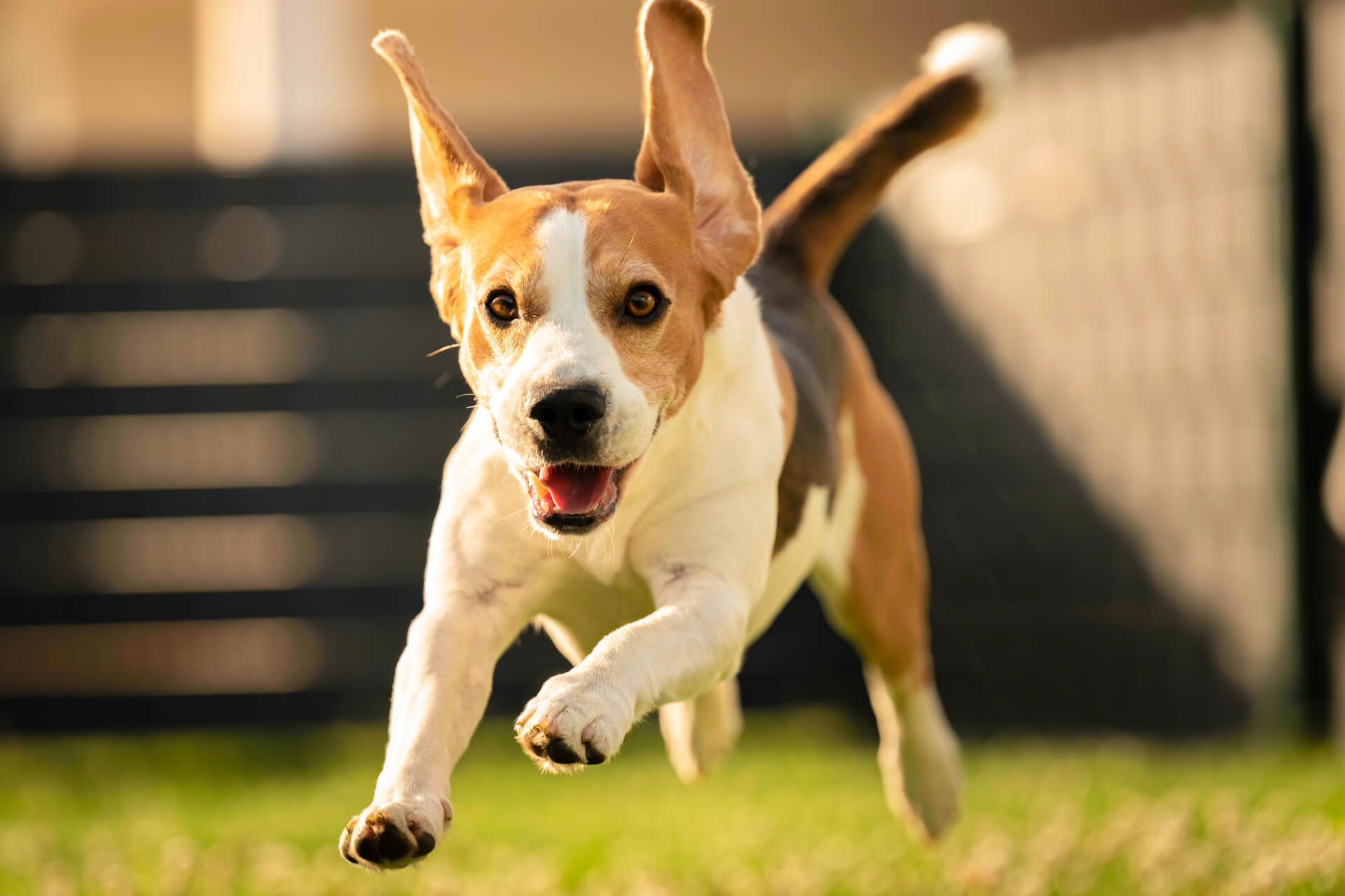 American Dog Society – A Charity For Dog People