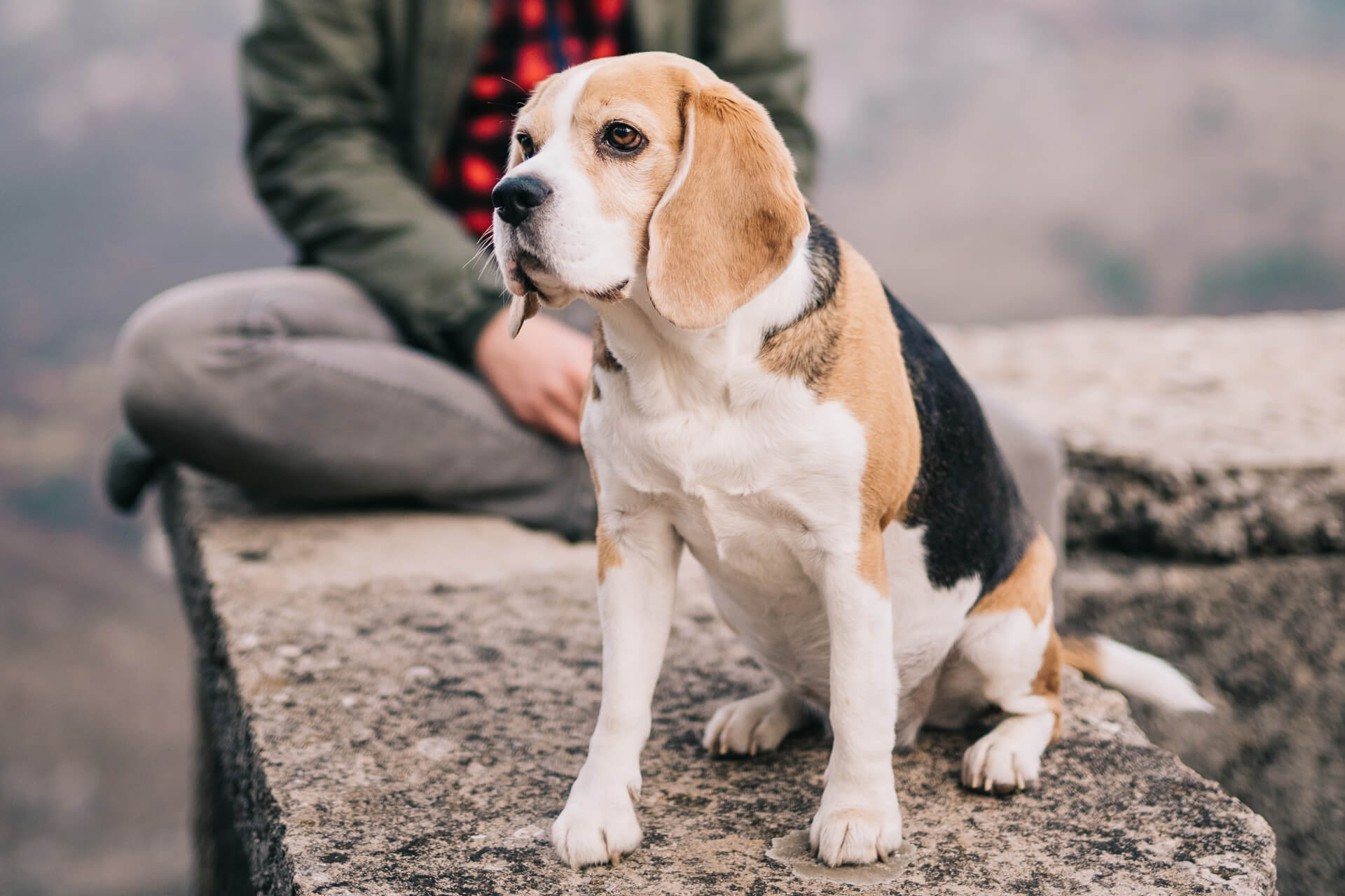 American Dog Society – A Charity For Dog People