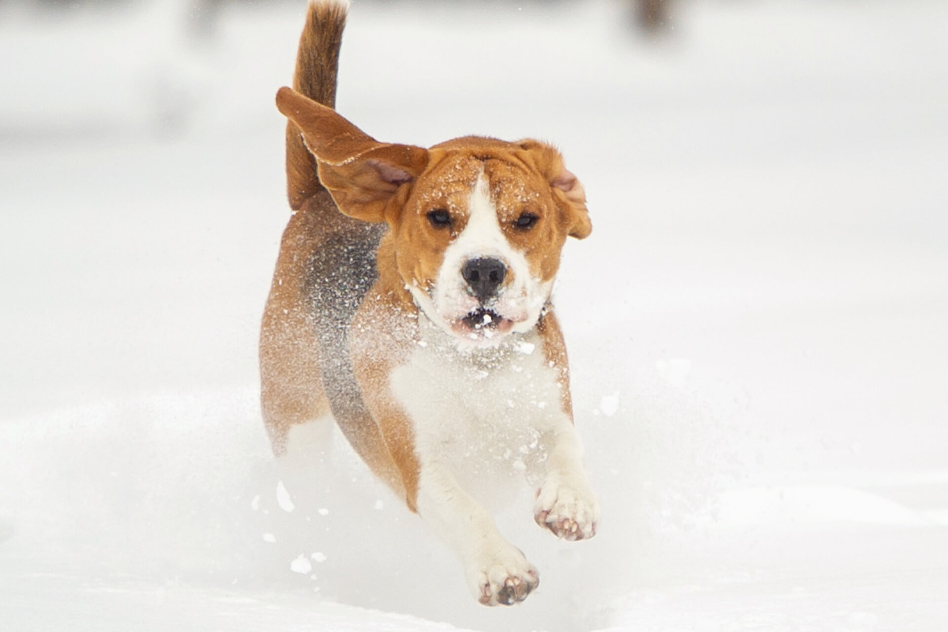 American Dog Society – A Charity For Dog People